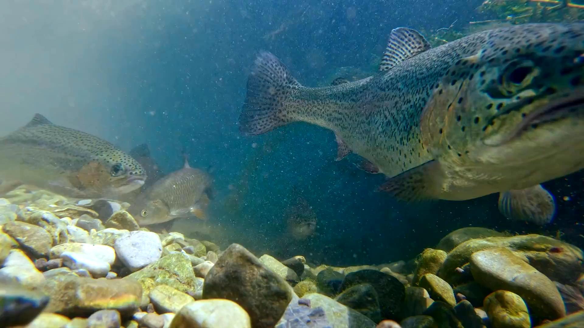 Home - Limestone Springs